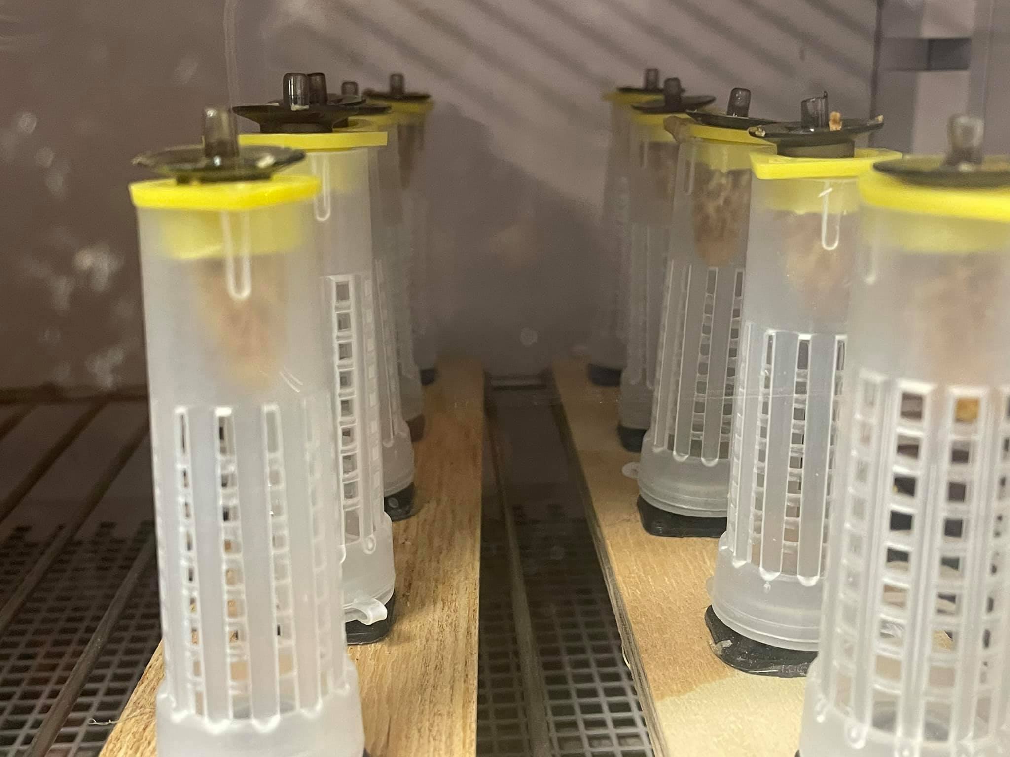 queen cells incubator – Green Root Farm